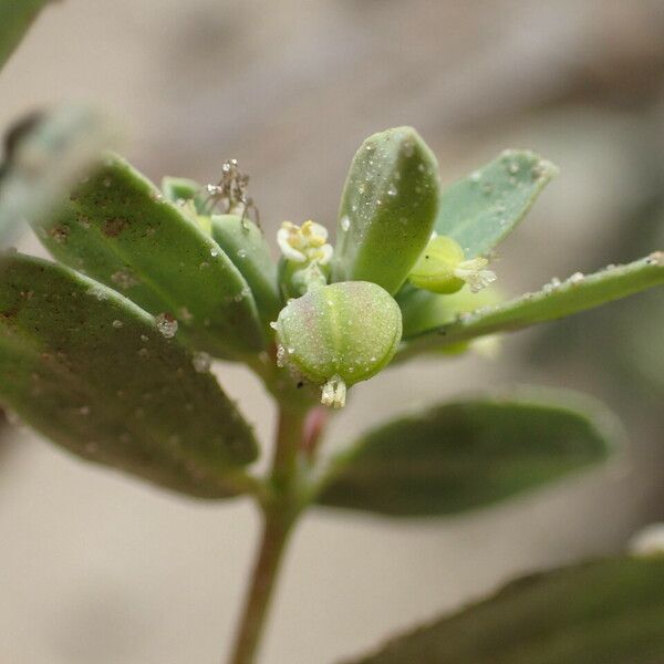 Euphorbia Glaucophylla Care Guide: Water, Soil & Propagation - Plantiary