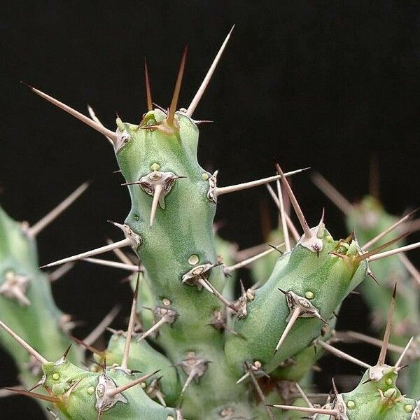 Euphorbia Godana Plant Care & How to Grow, Water