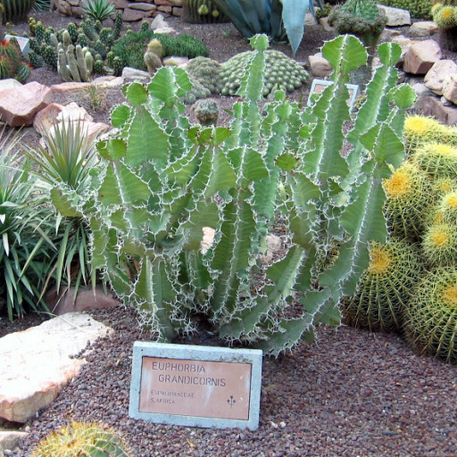 Rhino Thorn (Euphorbia Grandicornis) Plant Care & How to Grow, Water
