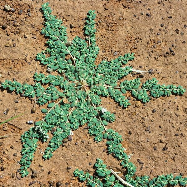 Euphorbia Granulata Plant Care & How to Grow, Water