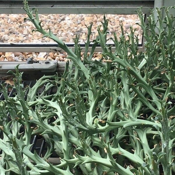 Hook Barrelwort (Euphorbia Hamata) Plant Care & How to Grow, Water