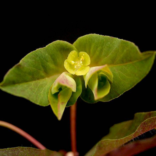Irish Spurge (Euphorbia Hyberna) Plant Care & How to Grow, Water