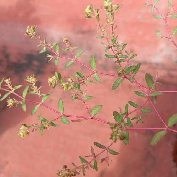 Hyssop-Leaf Sandmat (Euphorbia Hyssopifolia) Plant Care & How to Grow ...