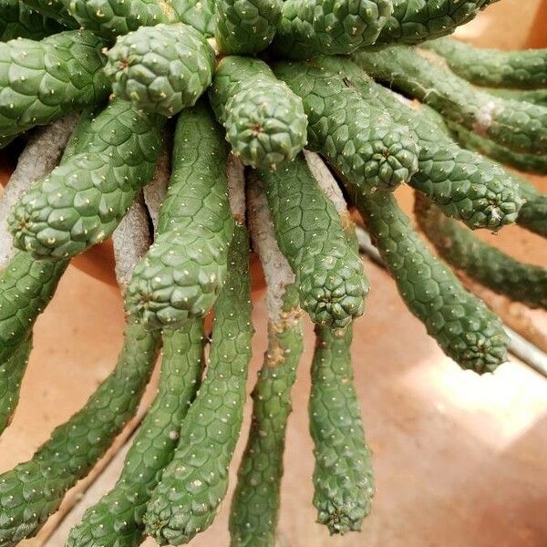 Green Crown (Euphorbia Inermis) Plant Care & How to Grow, Water