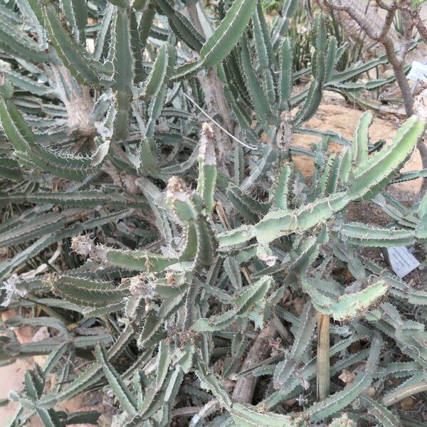 Swazi Candelabra-Tree (Euphorbia Keithii) Plant Care & How to Grow, Water