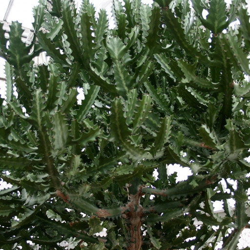 Common Turmeric (Curcuma Longa) Plant Care & How to Grow, Water