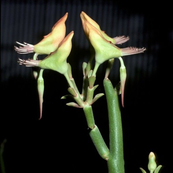 Slipper (Euphorbia Lomelii) Plant Care & How to Grow, Water