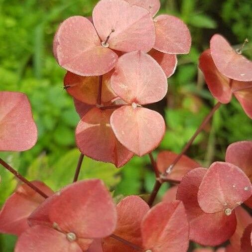 Shiny Spurge (Euphorbia Lucorum) Plant Care & How to Grow, Water