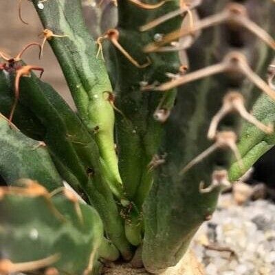 Euphorbia Micracantha Plant Care & How to Grow, Water