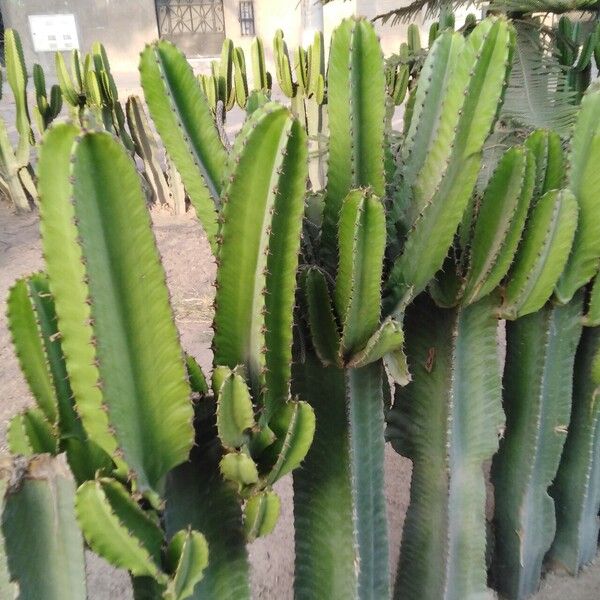 Giant Euphorbia (Euphorbia Murielii) Plant Care & How to Grow, Water
