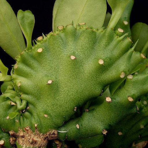 Hedge Euphorbia (Euphorbia Neriifolia) Plant Care & How to Grow, Water