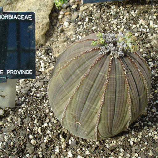 Baseball (Euphorbia Obesa) Plant Care & How to Grow, Water