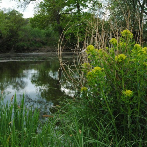Marsh Spurge (Euphorbia Palustris) Plant Care & How to Grow, Water