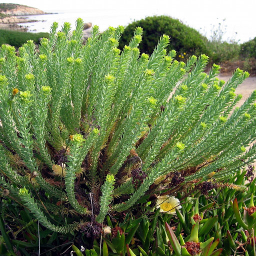 Coast Daisy-Bush (Olearia Axillaris) Plant Care & How to Grow, Water