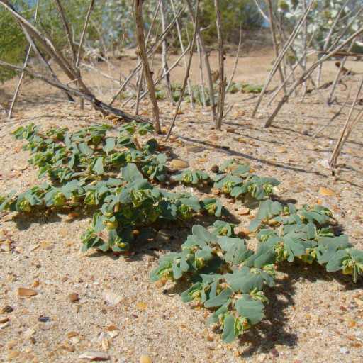 Purple Spurge (Euphorbia Peplis) Care Guide: Water, Soil & Propagation ...