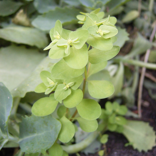 Mesquite (Prosopis Juliflora) Plant Care & How to Grow, Water