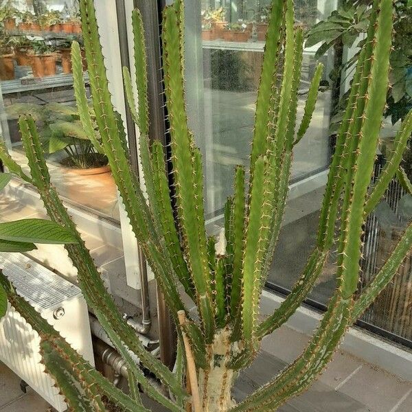 Euphorbia Persistentifolia Plant Care & How to Grow, Water