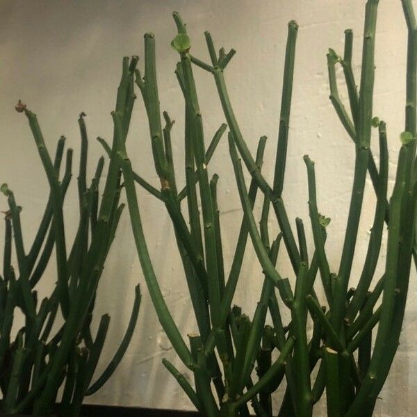Euphorbia Phosphorea Plant Care & How to Grow, Water