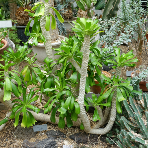 Euphorbia Poissonii Plant Care & How to Grow, Water