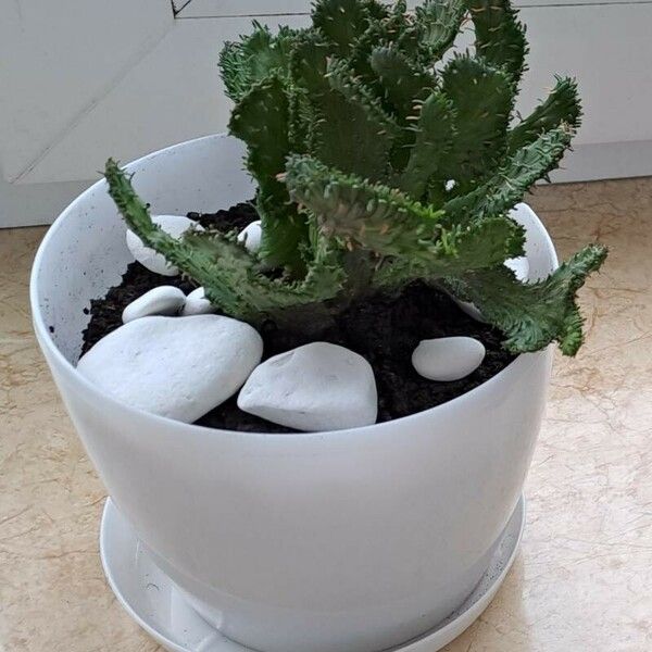 Euphorbia Procumbens Plant Care & How to Grow, Water