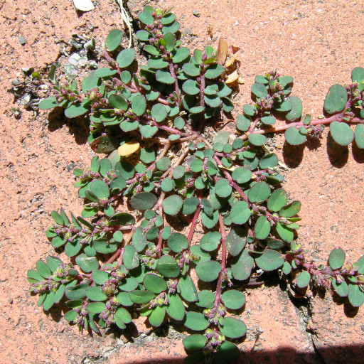 Green Creeping Spurge (Euphorbia Prostrata) Plant Care & How to Grow, Water