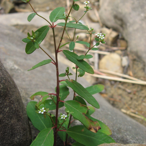 False Flowering Spurge (Euphorbia Pubentissima) Plant Care & How to ...