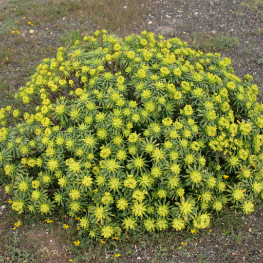 Quinine (Cinchona Pubescens) Plant Care & How to Grow, Water