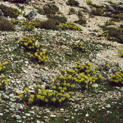 Upright Myrtle Spurge (Euphorbia Rigida) Plant Care & How to Grow, Water