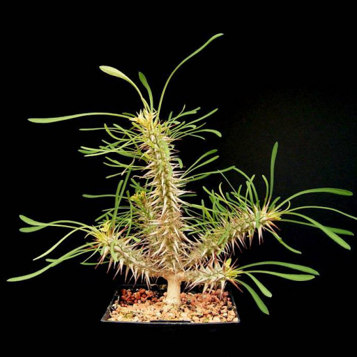 Euphorbia Rossii Plant Care & How to Grow, Water