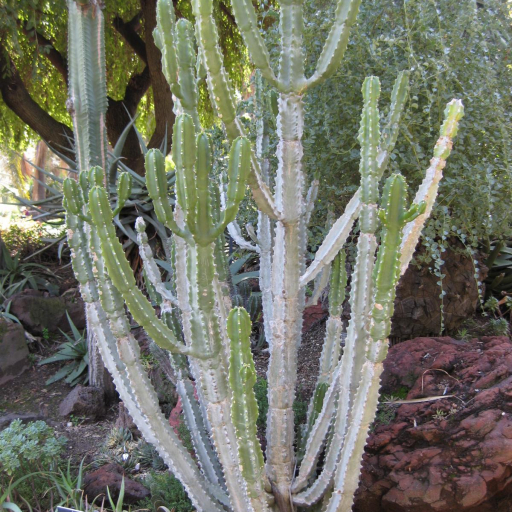 Sullu Spurge (Euphorbia Royleana) Plant Care & How to Grow, Water