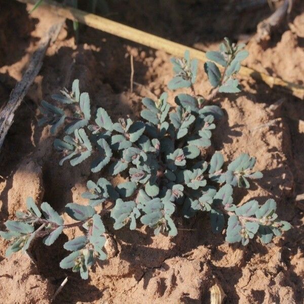 Sawtooth Sandmat (Euphorbia Serrula) Plant Care & How to Grow, Water
