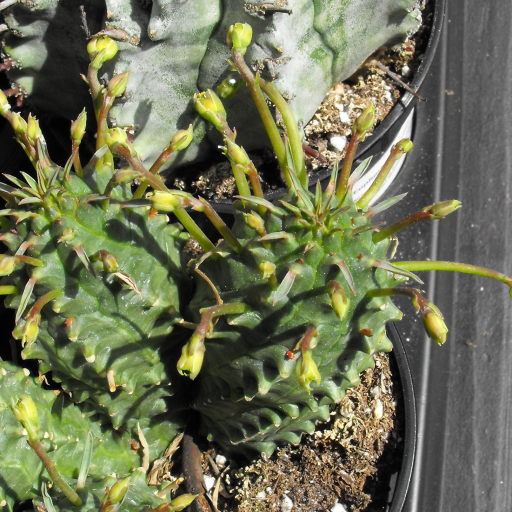 Euphorbia Spiralis Plant Care & How to Grow, Water