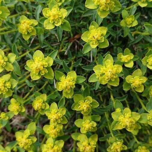 Euphorbia Squamigera Plant Care & How to Grow, Water
