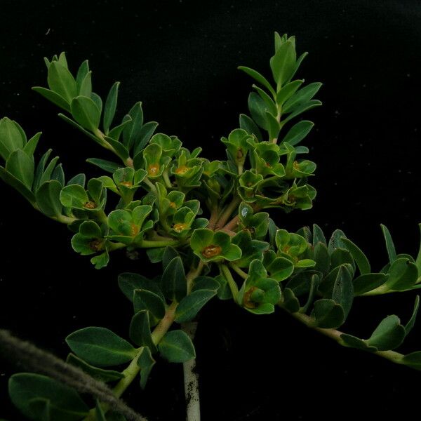 Euphorbia Stracheyi Plant Care & How to Grow, Water