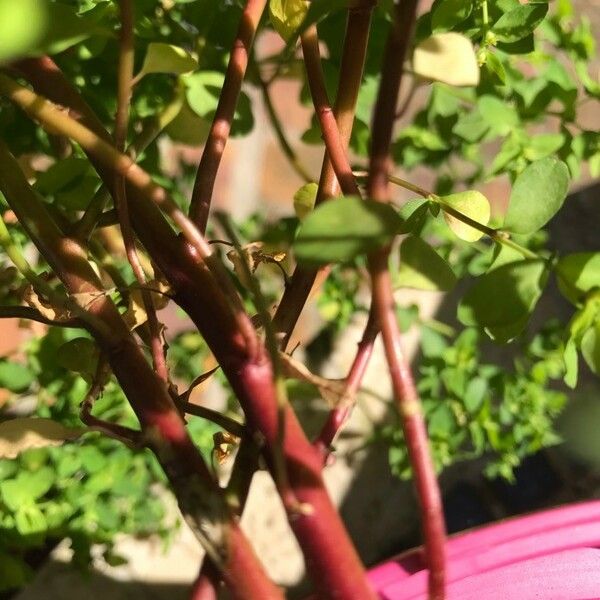 Upright Spurge (Euphorbia Stricta) Care Guide: Water, Soil ...