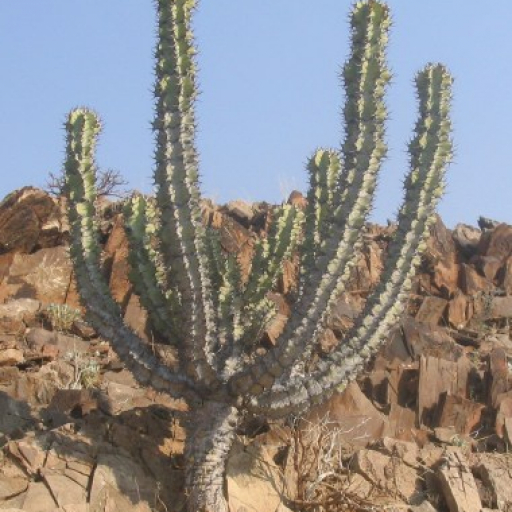 Namib Candelabra Naboom (Euphorbia Virosa) Plant Care & How to Grow, Water