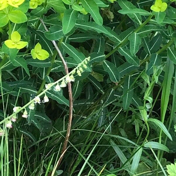 Wallich Spurge (Euphorbia Wallichii) Plant Care & How to Grow, Water