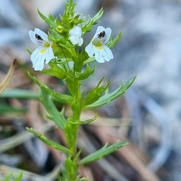 Euphrasia Cuspidata Plant Care & How to Grow, Water