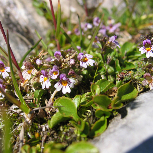 Dwarf Eyebright (Euphrasia Minima) Plant Care & How to Grow, Water