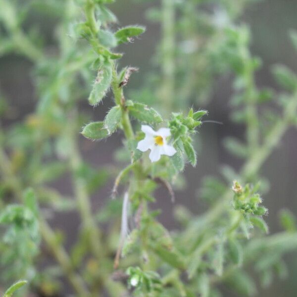 Antilles Heliotrope (Euploca Lagoensis) Plant Care & How to Grow, Water