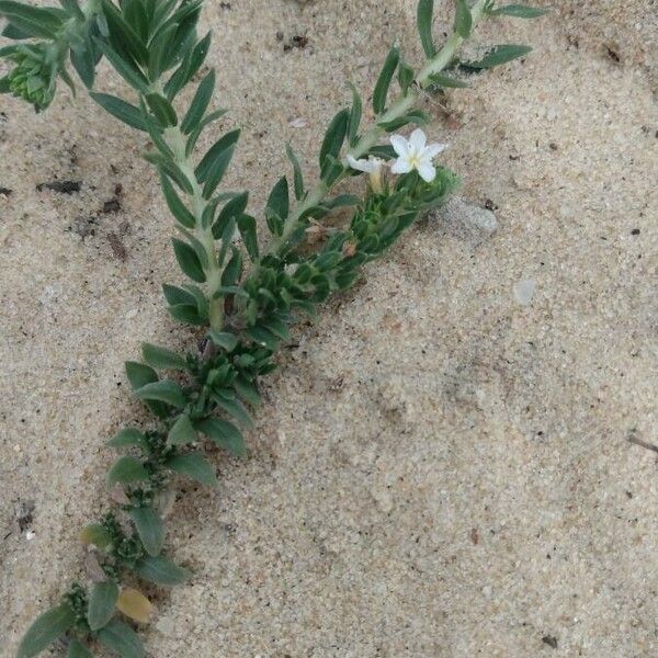 Pineland Heliotrope (Euploca Polyphylla) Plant Care & How to Grow, Water