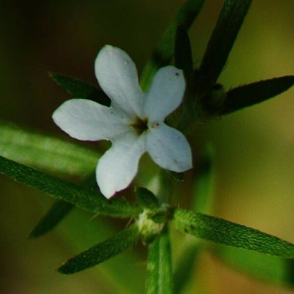 Euploca Tenella Plant Care & How to Grow, Water