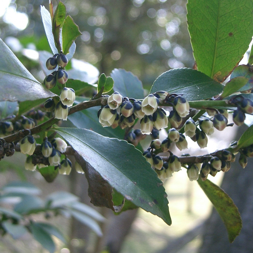East Asian Eurya (Eurya Japonica) Plant Care & How to Grow, Water