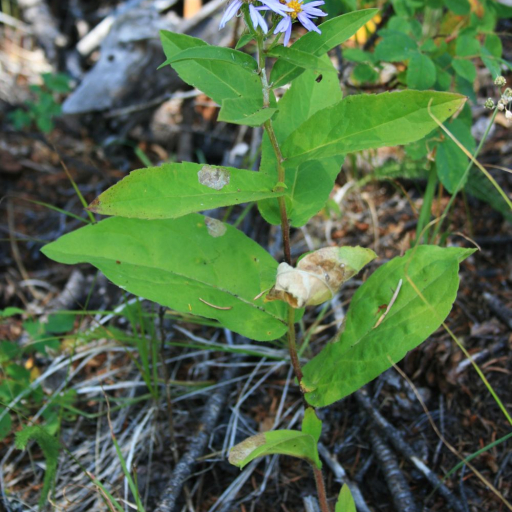 Showy Aster (Eurybia Conspicua) Plant Care & How to Grow, Water