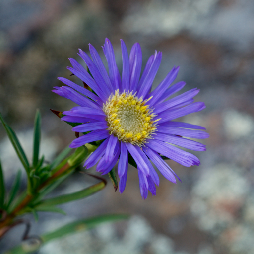 Showy Aster (Eurybia Hemispherica) Plant Care & How to Grow, Water