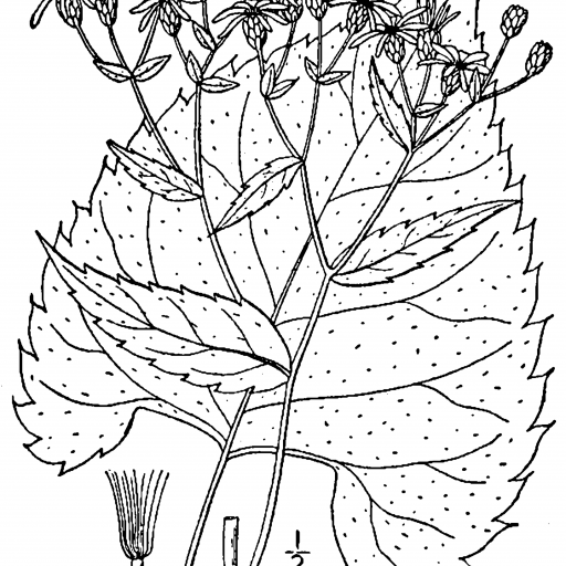Schreber's Aster (Eurybia Schreberi) Plant Care & How to Grow, Water