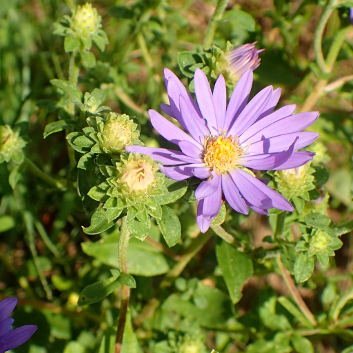 Purple Wood Aster (Eurybia Spectabilis) Plant Care & How to Grow, Water