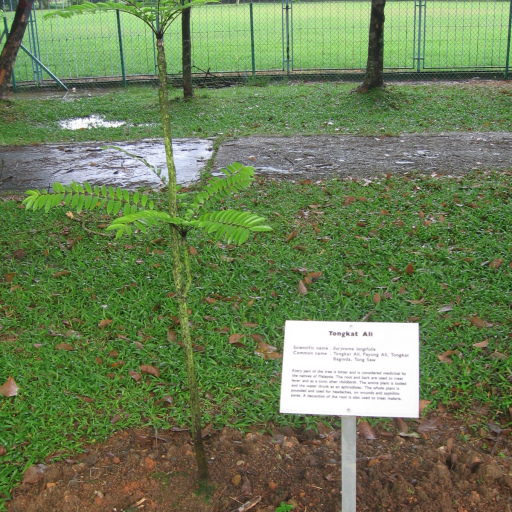 Honey Locust (Gleditsia Triacanthos) Plant Care & How to Grow, Water