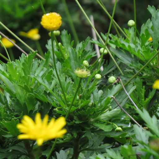 African Bush Daisy (Euryops Chrysanthemoides) Plant Care & How to Grow ...