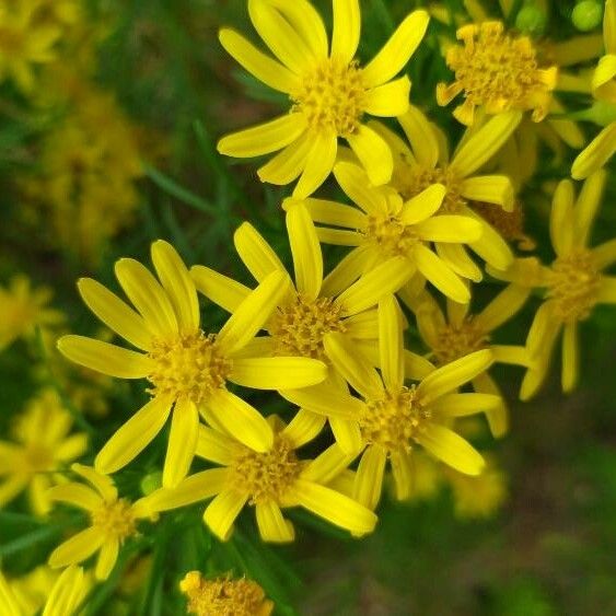 De Hoop True-Eye (Euryops Linearis) Plant Care & How to Grow, Water